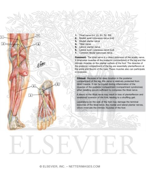 Tibial Nerve (L4, L5; S1, S2, S3)