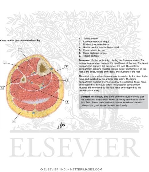 Fascial Compartments of Leg Leg: Cross Sections and Fascial ...