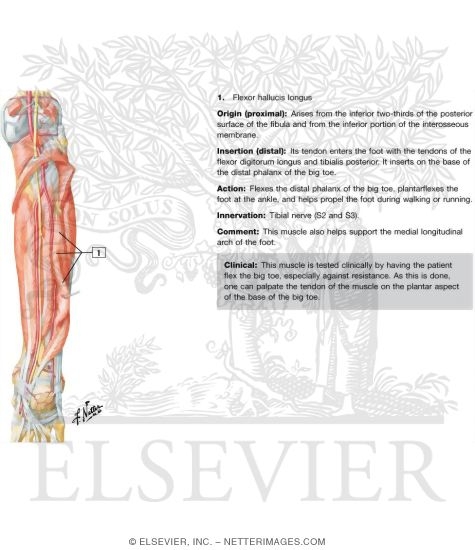 Muscles, Arteries, and Nerves of Leg: Deep Dissection (posterior view ...