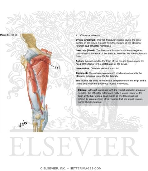 Muscles Of Thigh Anterior Views