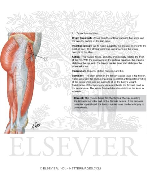 Muscles of Hip and Thigh: Lateral View