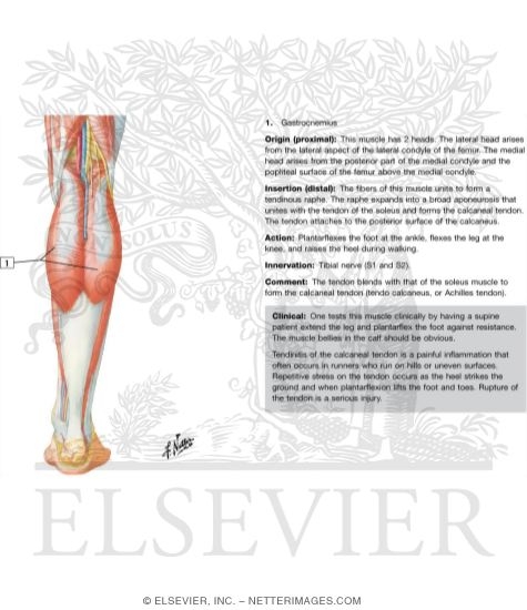 Muscles Of Leg Superficial Dissectionposterior View