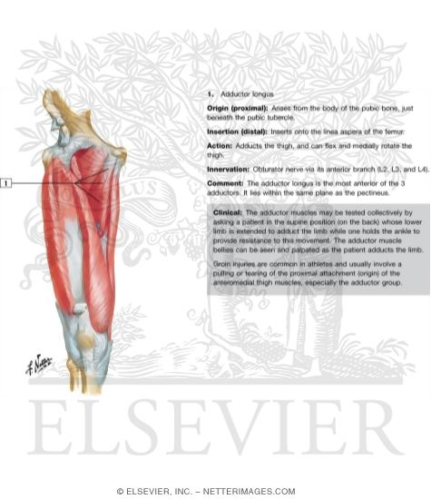 adductor longus