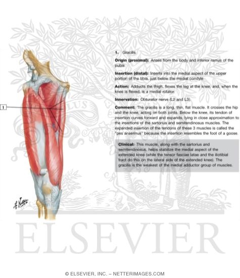 Gracilis Origin And Insertion