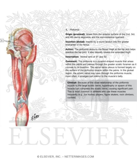 Muscles of Back of Hip and Thigh Muscles of Hip and Thigh: Posterior Views