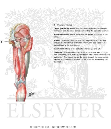 Muscles of Back of Hip and Thigh Muscles of Hip and Thigh: Posterior Views