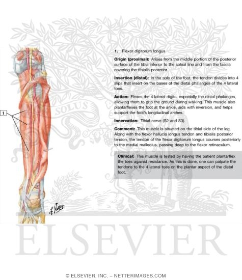 Muscles, Arteries, and Nerves of Leg: Deep Dissection (posterior view ...
