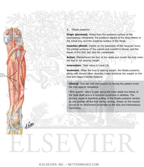 Muscles, Arteries, and Nerves of Leg: Deep Dissection (posterior view ...