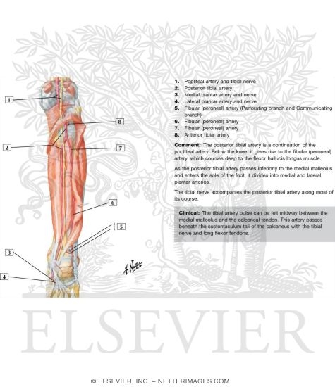 Muscles, Arteries, and Nerves of Leg: Deep Dissection (posterior view ...