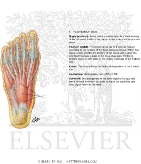 Muscles of Sole of Foot: First Layer