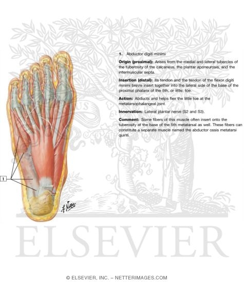 Muscles of Sole of Foot: First Layer