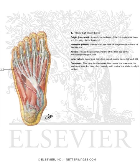 Muscles of Sole of Foot: Second Layer