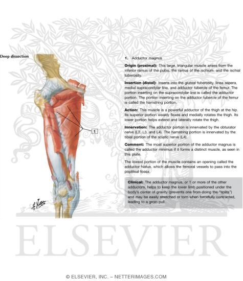 Popliteal Fossa Netter