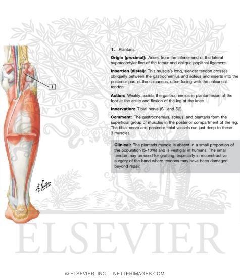 Muscles of Leg (Intermediate Dissection): Posterior View