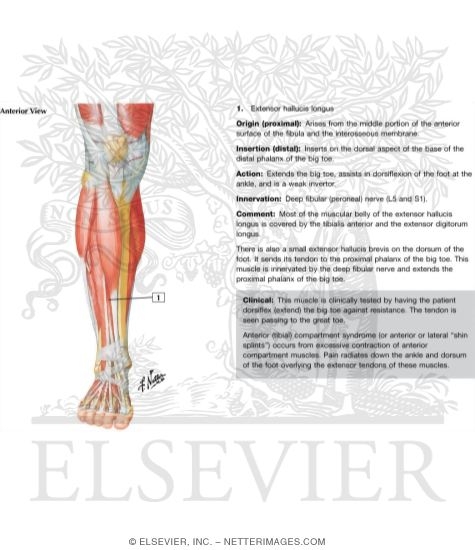 Muscles of Leg (Superificial Dissection): Anterior View