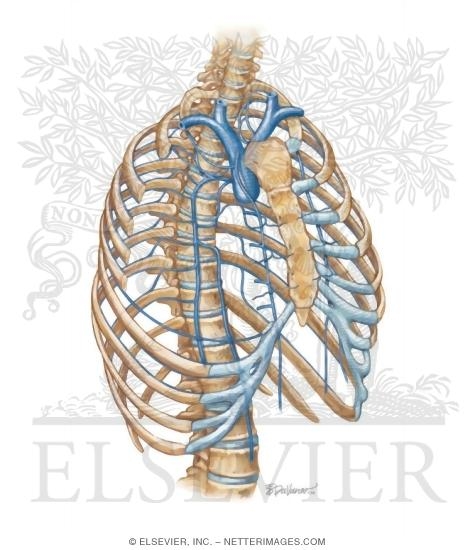 Veins of the Internal Thoracic Wall
