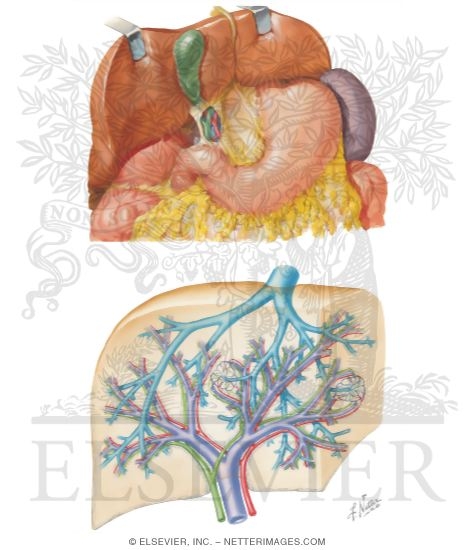 Liver In Situ: Vascular and Duct Systems