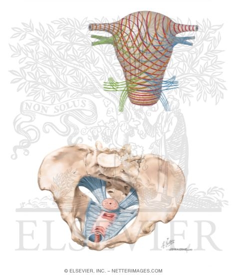 Round Ligament Anatomy