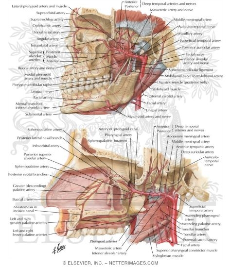 maxillary artery origin