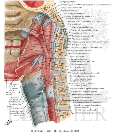 Muscles of Pharynx: Median (Saggittal) Section Musculature of Pharynx ...