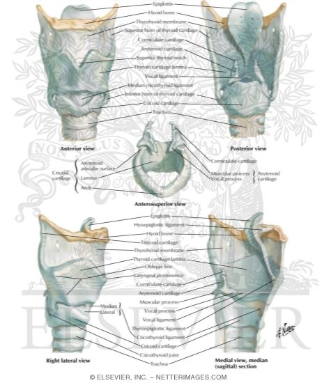 Cartilages of the Larynx