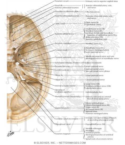 Foramina In the Base of the Adult Skull Internal Aspect of Base of ...