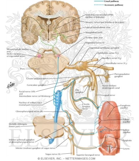 gustatory pathway