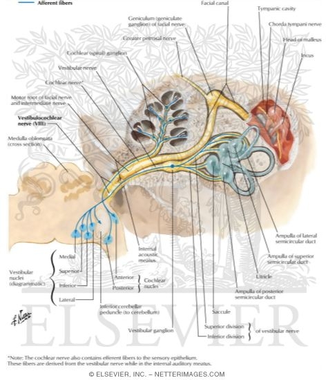vestibulocochlear nerve