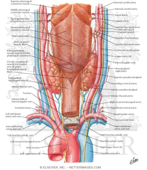 posterior view thyroid