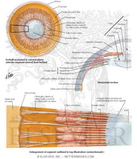 Lens and Supporting Structures