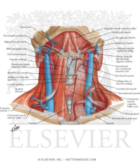 Infrahyoid and Suprahyoid Muscles
