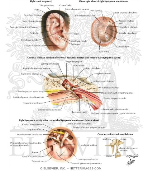Labeled Tympanic Membrane Middle Ear Structures (anatomy And