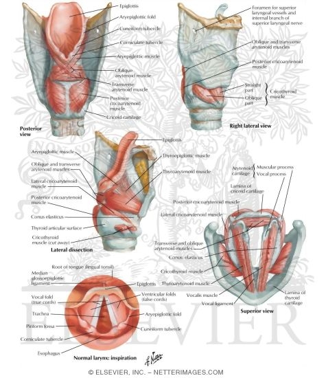 interarytenoid muscle function