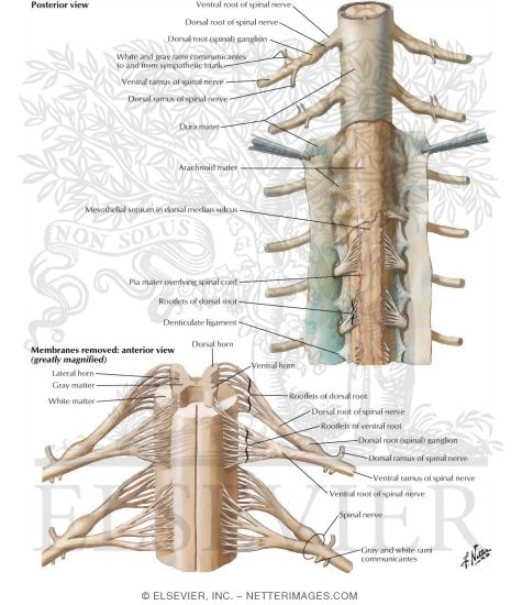 Spinal Membranes and Nerve Roots