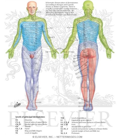 dermatomes netter