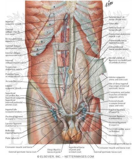human abdomen dissection