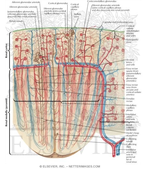 interlobular artery labeled