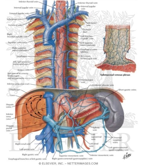 Veins of Esophagus