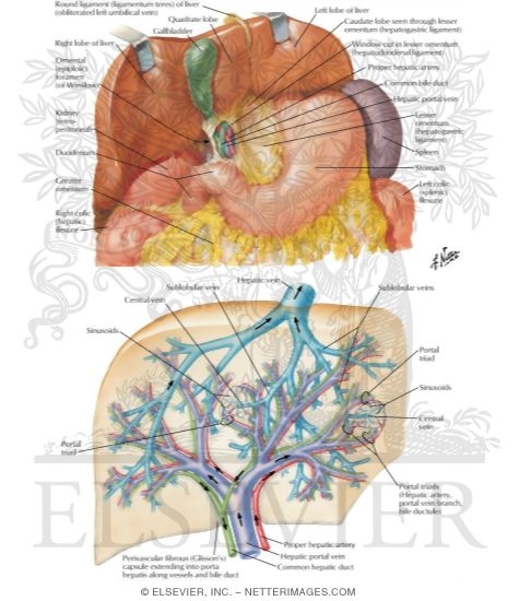 Vascular Anatomy Of Liver
