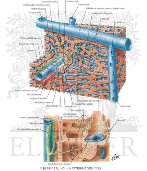 Liver Structure: Schema