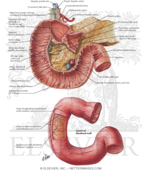 Mucosa And Musculature Of Duodenum