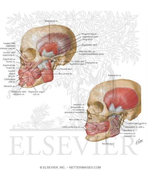 Muscles Involved In Mastication
