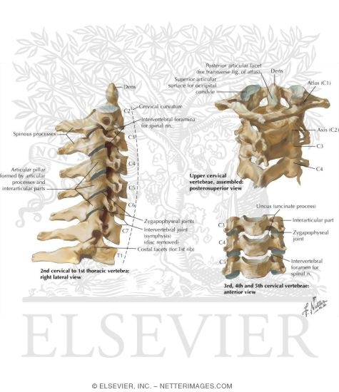 Joints of the Cervical Spine