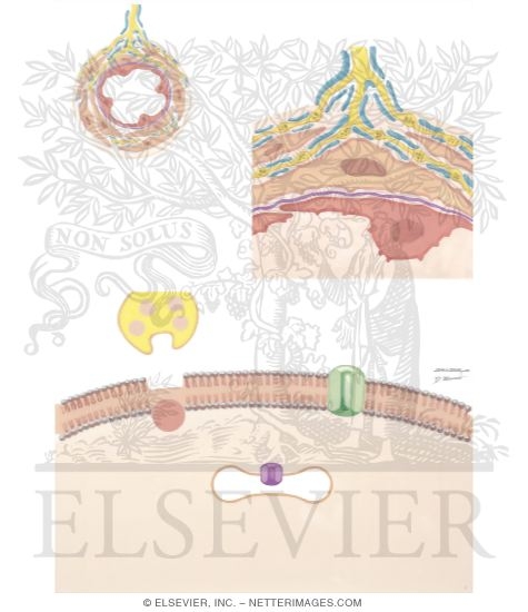 Vascular Smooth Muscle