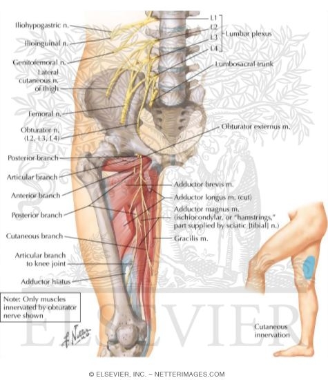 obturator nerve plexus and function