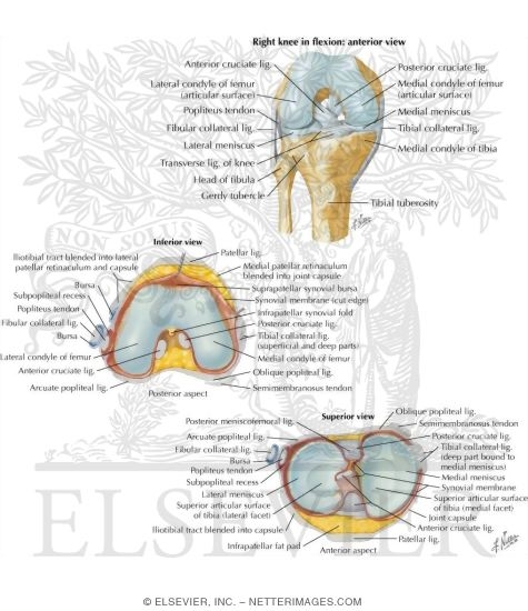 Interior and Anterior Ligaments of Knee