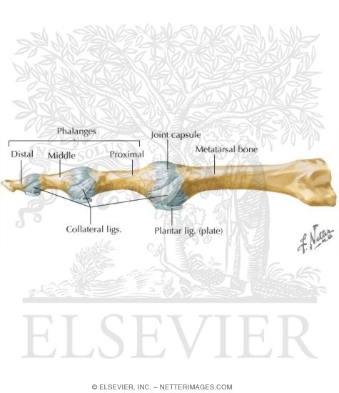 anatomy, foot, 1st MTP joint : 네이버 블로그
