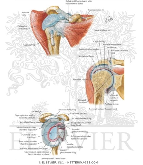 Shoulder (Glenohumeral) Joint