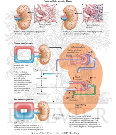 Nephron Heterogeneity Theory