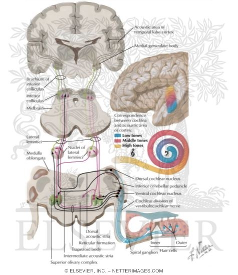 What Where Auditory Pathway